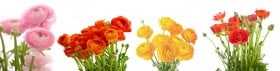 How to care for ranunculus!