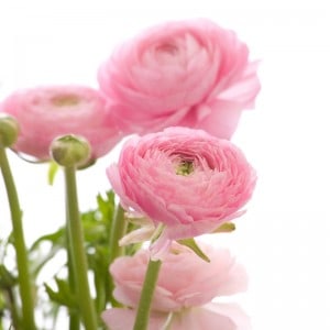 How to care for ranunculus!