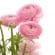 How to care for ranunculus!