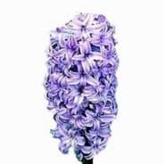 9 Flowers to Look Forward to in March - Blooms By The Box