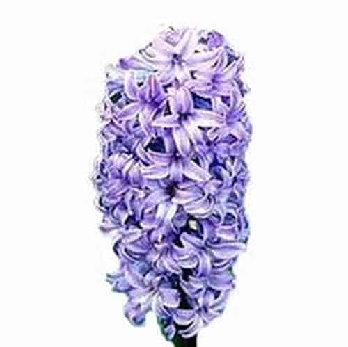 9 Flowers to Look Forward to in March - Blooms By The Box