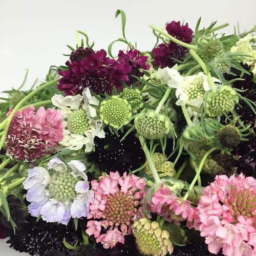 9 Flowers to Look Forward to in March - Blooms By The Box