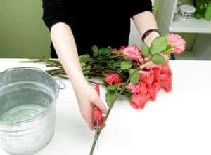 How to Care for Roses Like a Pro - Blooms By The Box