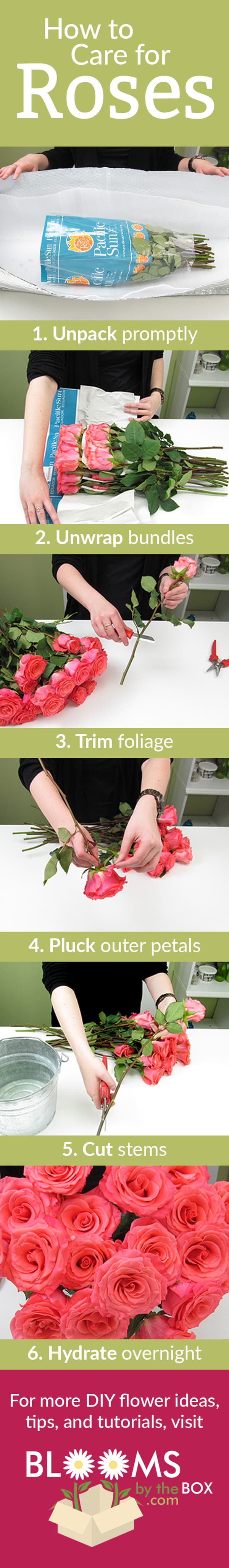 How to Care for Roses Like a Pro - Blooms By The Box