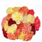 Wedding Flower Favorites: Carnations - Blooms By The Box
