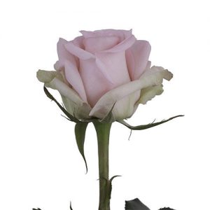 Product Spotlight: NEW In-Stock Pink Roses! - Blooms By The Box