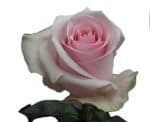 Product Spotlight: NEW In-Stock Pink Roses! - Blooms By The Box