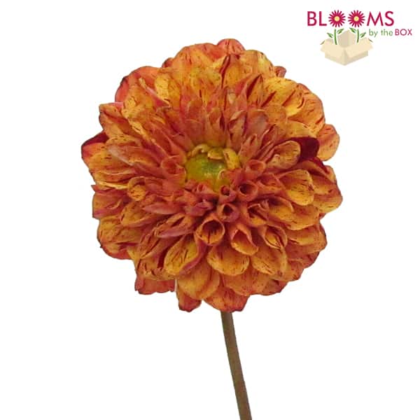 Wedding Flower Favorite: Dahlias - Blooms By The Box
