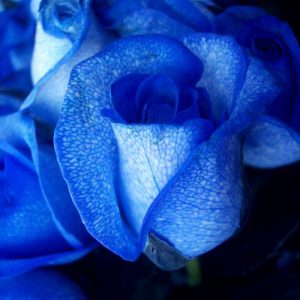 Popular Types of Blue Flowers: Hydrangea, Roses and More! - Blooms By ...
