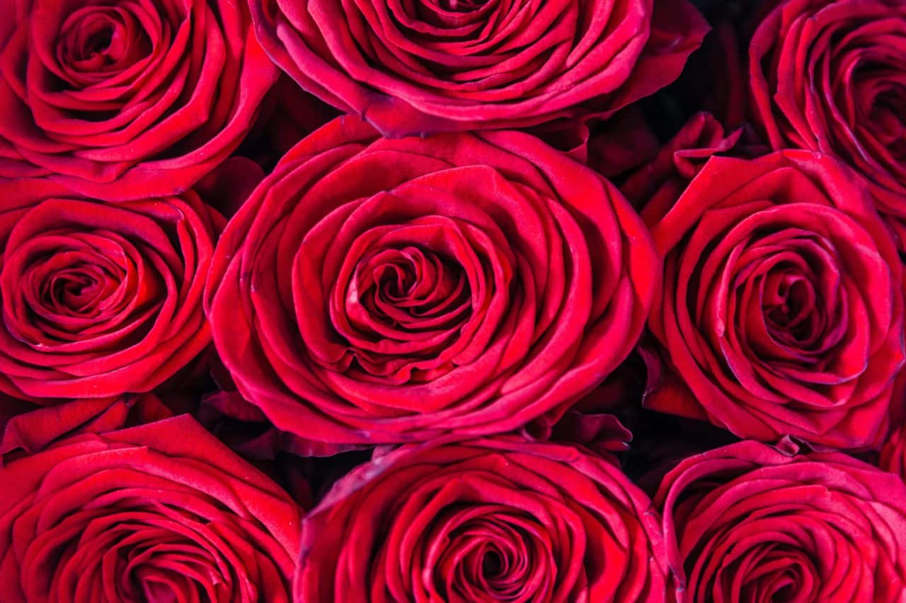 The Rose Color Meaning - Blooms By The Box