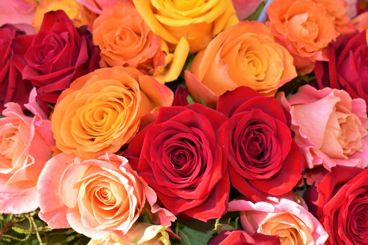 The Rose Color Meaning - Blooms By The Box