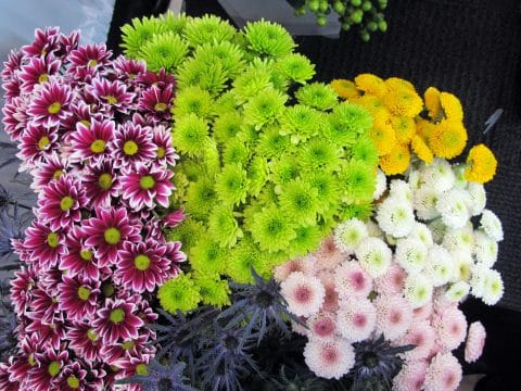 What are the cheapest flowers to buy in bulk? - Blooms By The Box