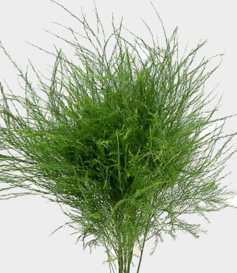 Accent Filler Flowers & Greenery - Blooms By The Box