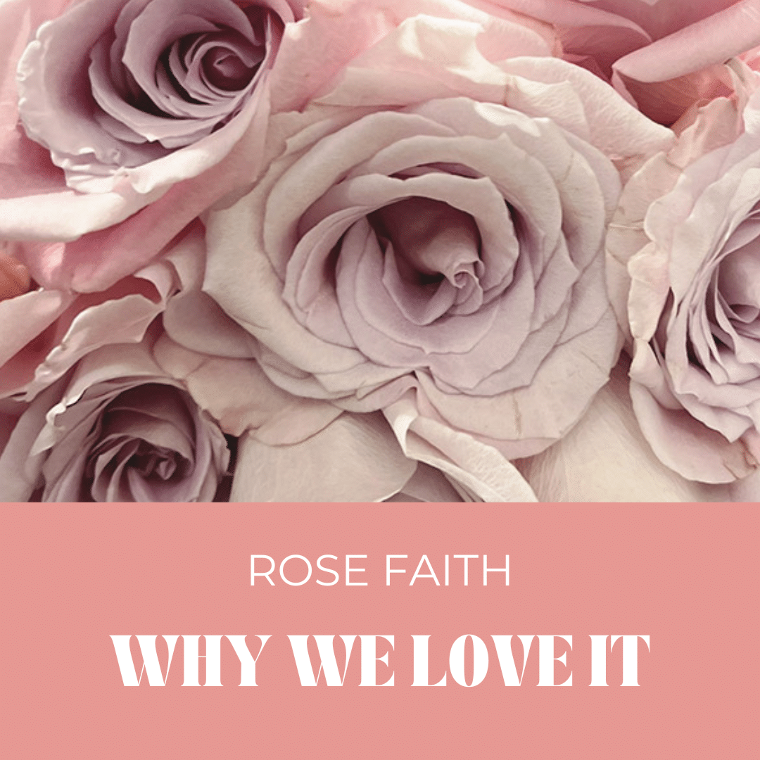 Rose Faith: Why We Love It - Blooms By The Box