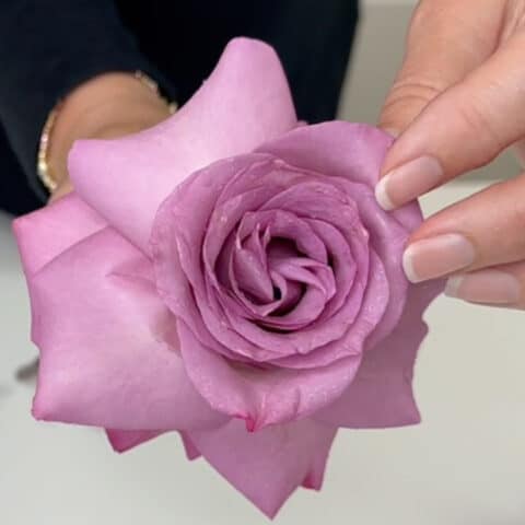 How To Reflex Roses - Blooms By The Box