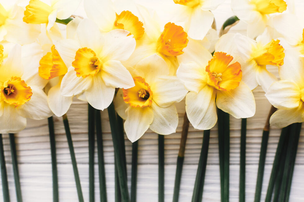 March Birth Flower: Daffodils - Blooms By The Box