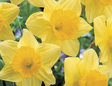 March Birth Flower: Daffodils - Blooms By The Box
