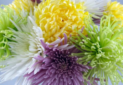 November Birth Flower: Chrysanthemums - Blooms By The Box