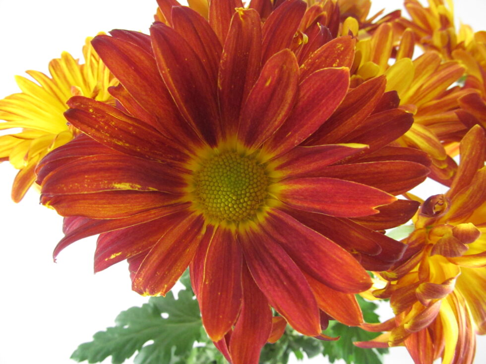 November Birth Flower: Chrysanthemums - Blooms By The Box