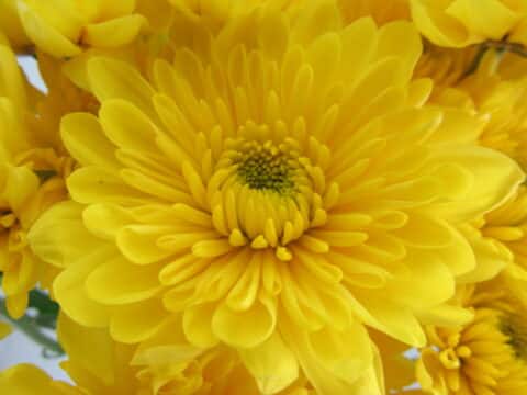 November Birth Flower: Chrysanthemums - Blooms By The Box