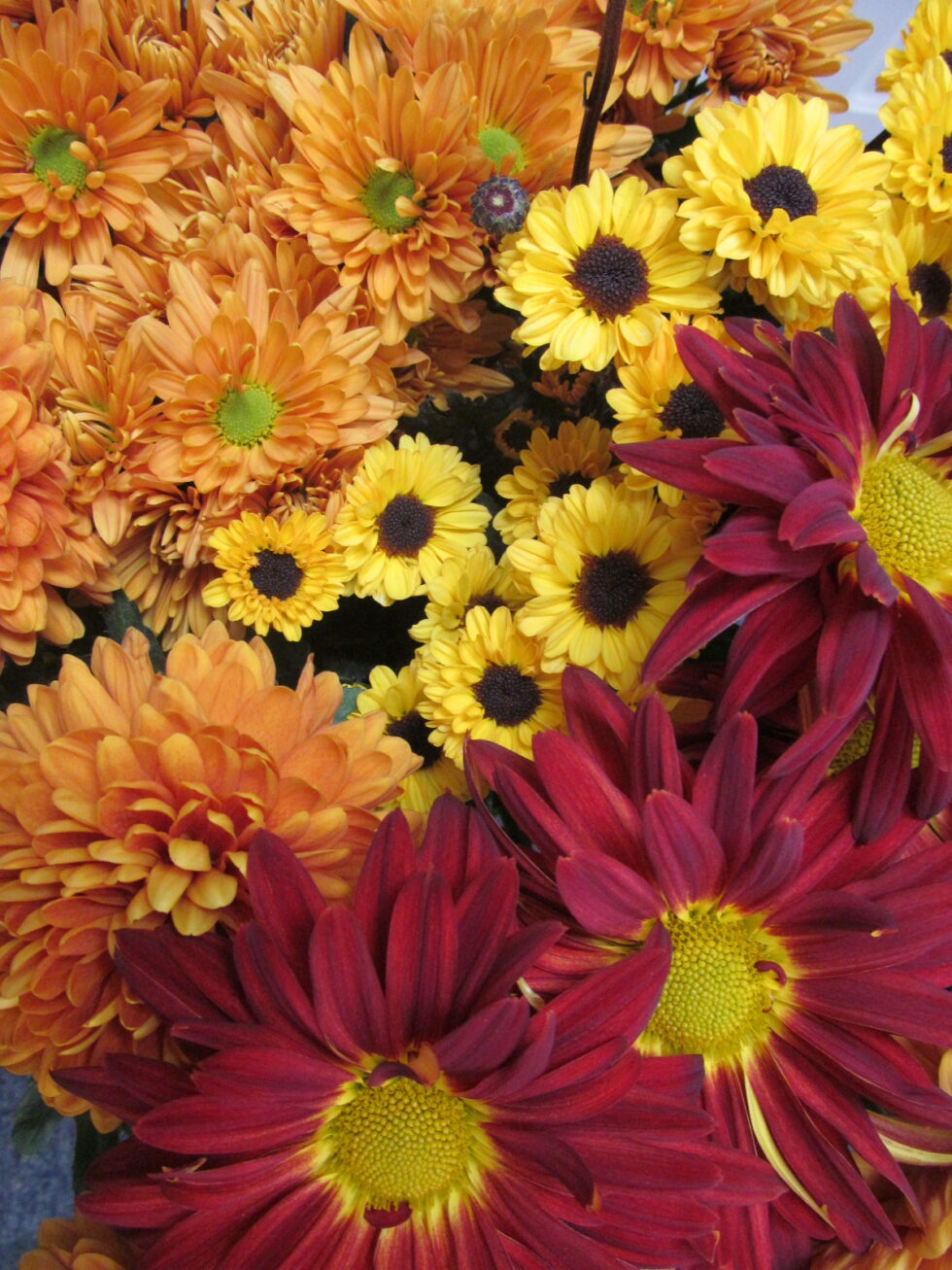 November Birth Flower: Chrysanthemums - Blooms By The Box