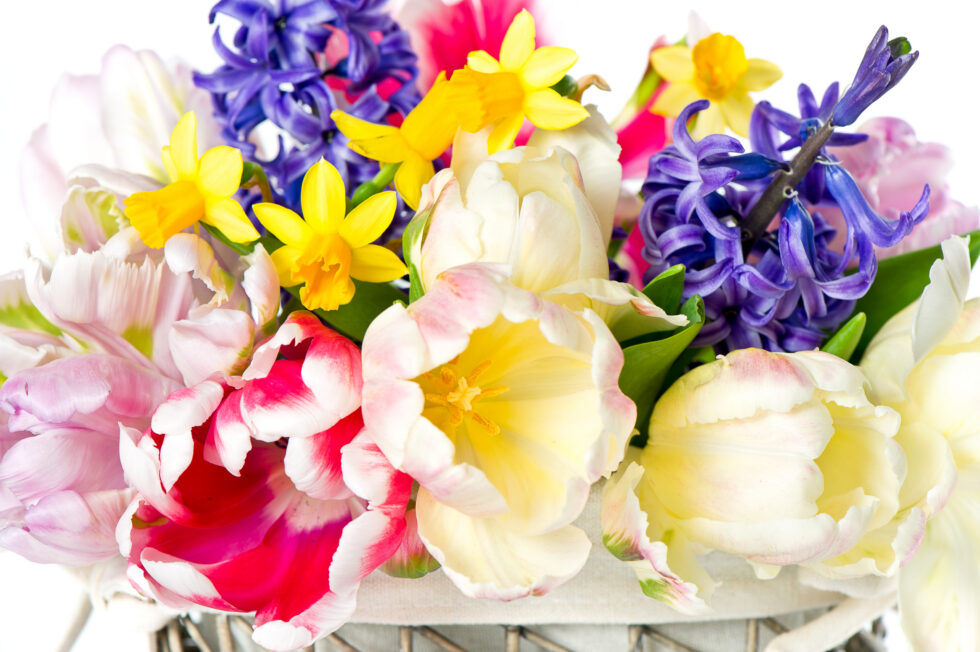 The Best Bulk Flowers for a Spring Wedding - Blooms By The Box