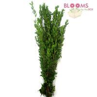 Wholesale Greenery – Bulk Greens for DIY Weddings