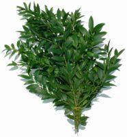 Wholesale Greenery – Bulk Greens for DIY Weddings