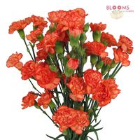 Mini Carnations Orange - Wholesale - Blooms By The Box