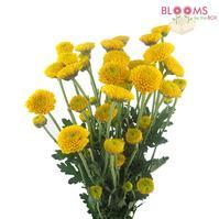 Wholesale Mums & Spider Mums – BloomsByTheBox.com