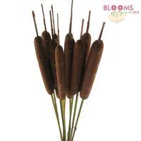 Wholesale Greenery – Bulk Greens for DIY Weddings