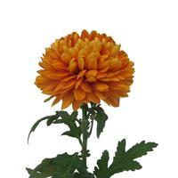 Wholesale Mums & Spider Mums – BloomsByTheBox.com