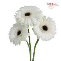 Buy Wholesale White Gerbera Daisy – Blooms by the Box