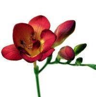 Wholesale Freesia – Freesia Flowers for DIY Weddings