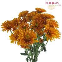 Wholesale Mums & Spider Mums – BloomsByTheBox.com