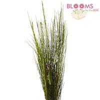 Wholesale Greenery – Bulk Greens for DIY Weddings