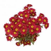 Wholesale Mums & Spider Mums – BloomsByTheBox.com