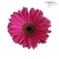 Pink Flowers – Light & Hot Pink Wedding Flowers