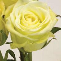 Bulk Roses Online – BloomsByTheBox.com