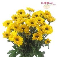 Wholesale Mums & Spider Mums – BloomsByTheBox.com