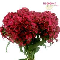 Red Flowers – DIY Red Wedding Flowers – BloomsByTheBox.com