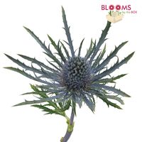 Thistle Eryngium Blue - Wholesale - Blooms By The Box