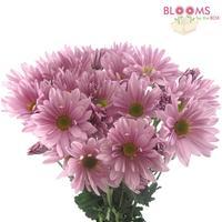 Wholesale Mums & Spider Mums – BloomsByTheBox.com