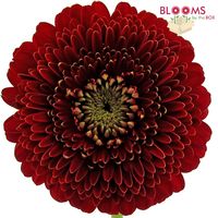 Burgundy Flowers – DIY Burgundy Wedding Flowers