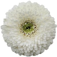 White Flowers – DIY White Wedding Flowers – BloomsByTheBox.com