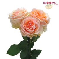 Peach Ghobi Rose – Peach Wholesale Roses