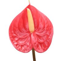 Red Flowers – DIY Red Wedding Flowers – BloomsByTheBox.com