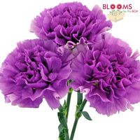 Deep Lavender Moonlite Carnations Wholesale – BloomsByTheBox.com