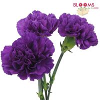 Deep Purple “Moonshade” Carnations Wholesale – BloomsByTheBox.com