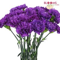 Deep Purple “Moonshade” Carnations Wholesale – BloomsByTheBox.com